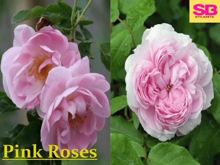PPT - How much does it cost to buy pink roses? PowerPoint Presentation ...