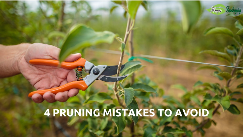 PPT - 4 Pruning Mistakes to Avoid PowerPoint Presentation, free download - ID:11423629
