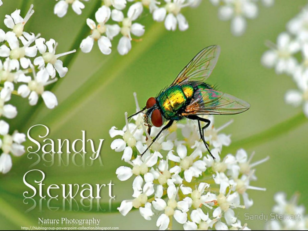 PPT - Nature Photographer (SS) PowerPoint Presentation, free download ...