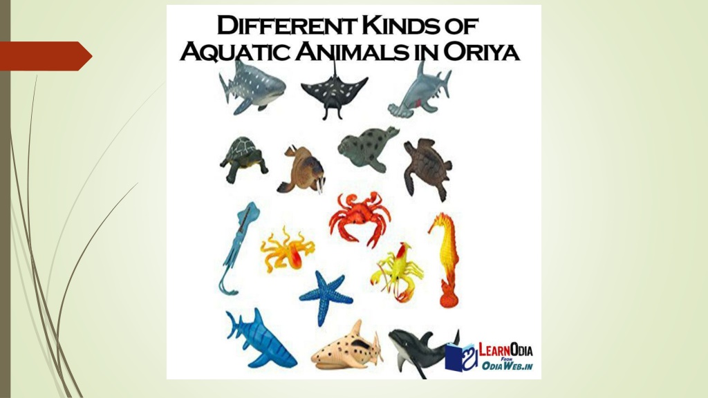 PPT - Different Kinds Of Aquatic Animals in oriya PowerPoint ...