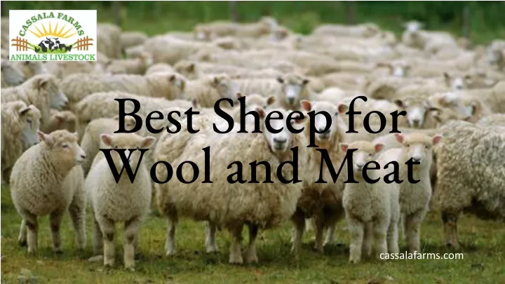 PPT - Best Sheep for Wool and Meat PowerPoint Presentation, free ...