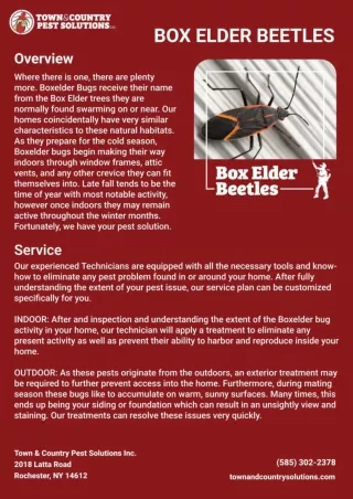 PPT - BOX ELDER BEETLES | Buffalo Pest Control PowerPoint Presentation - ID:11640419