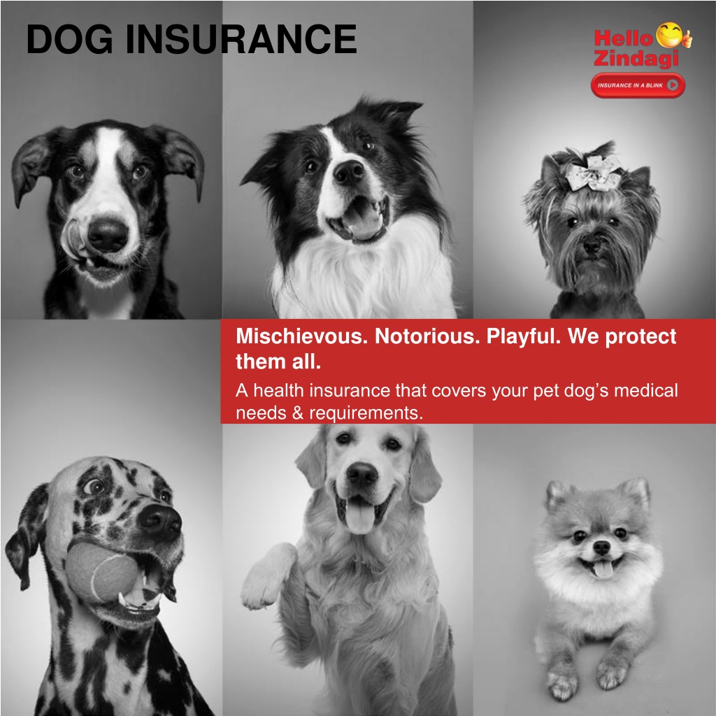 PPT - Dog Insurance PowerPoint Presentation, free download - ID:11770236