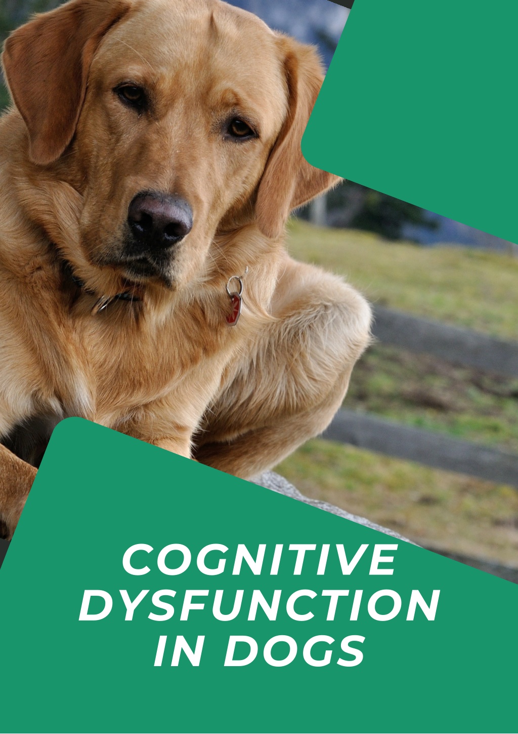 PPT - Cognitive Dysfunction in Dogs PowerPoint Presentation, free ...