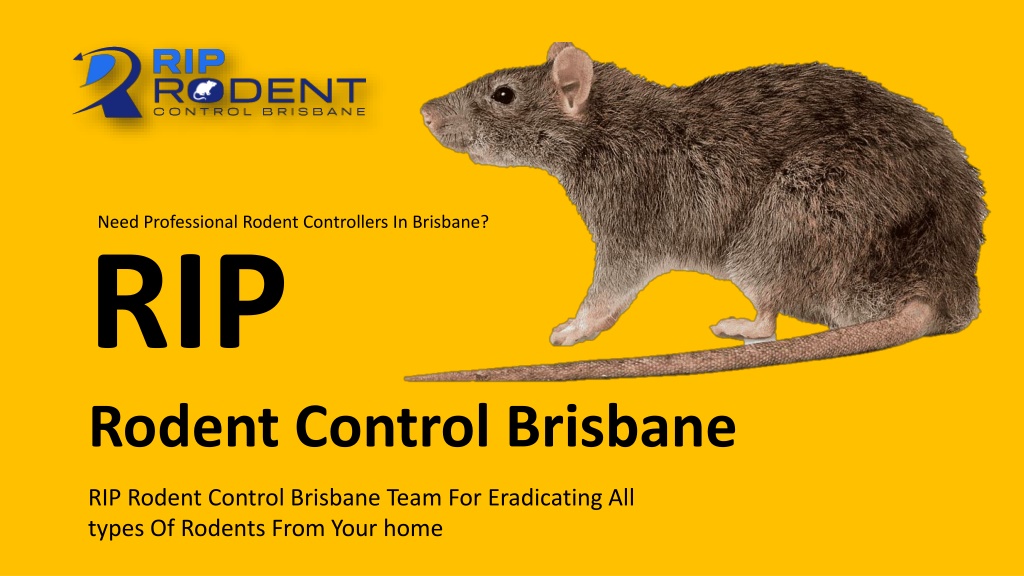 PPT - RIP Rodent Control Brisbane PowerPoint Presentation, free ...