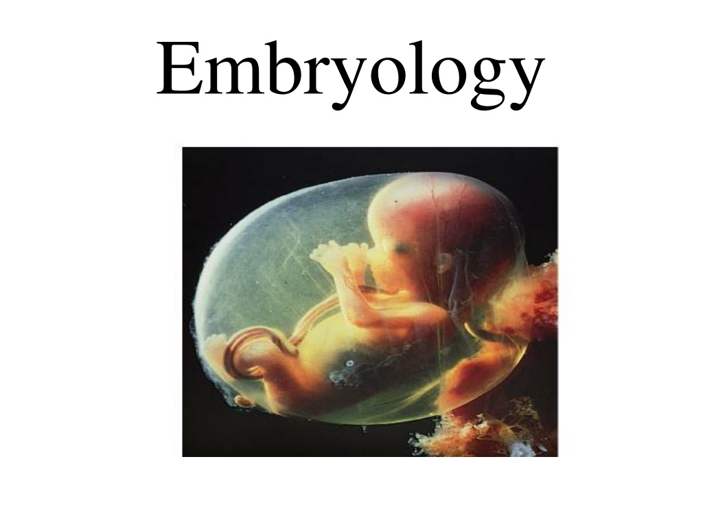 PPT - Embryology PowerPoint Presentation, free download - ID:11859694