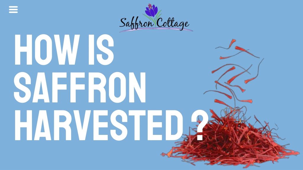 PPT - How is Saffron Harvested PowerPoint Presentation, free download ...