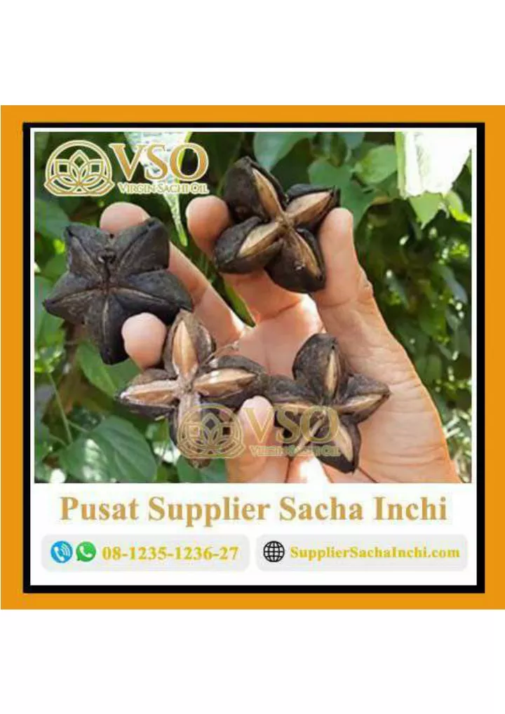 PPT - WA 08-1235-1236-27 Terbesar Sacha Inchi Jakarta Utara PowerPoint ...