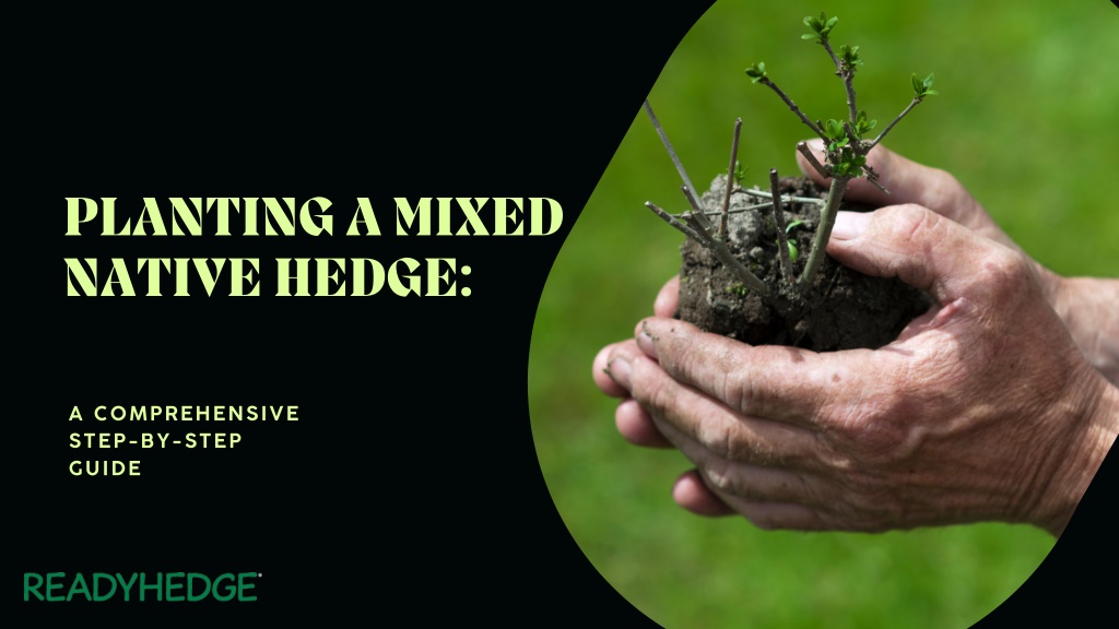PPT - Planting a Mixed Native Hedge: A Comprehensive Step-by-Step Guide ...